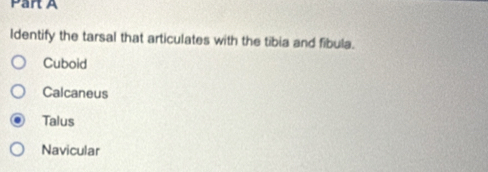 Solved: Identify the tarsal that articulates with the tibia and fibula ...