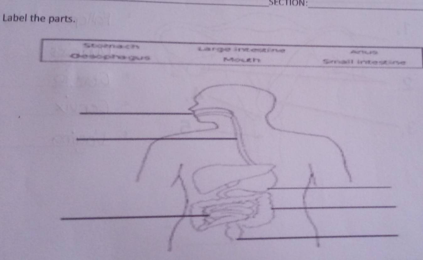 Solved: SECtION_ Label the parts. Stomnach Carge intesine Oesophagus ...