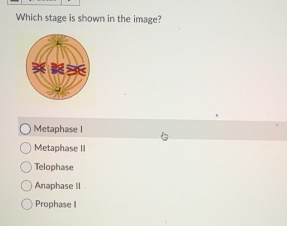 Solved: Which stage is shown in the image? Metaphase I Metaphase II ...