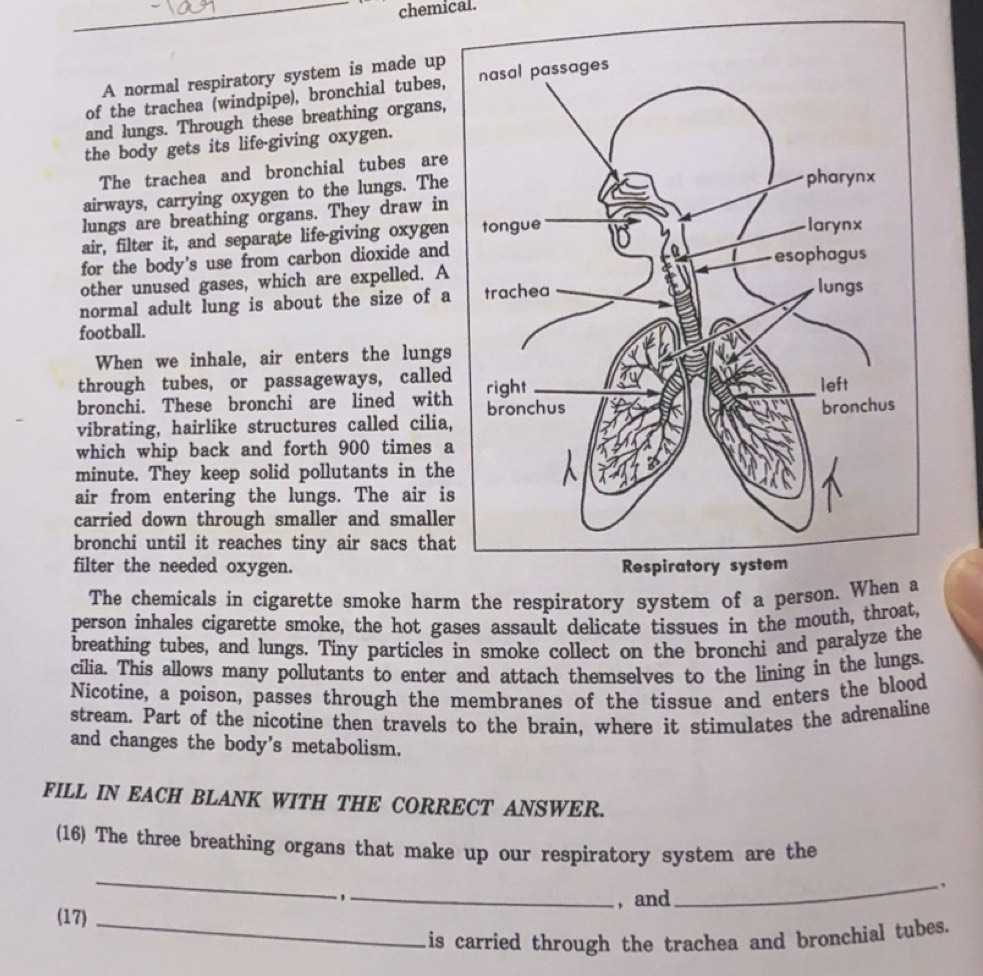 Gelöst:chemical. A normal respiratory system is made up of the trachea ...