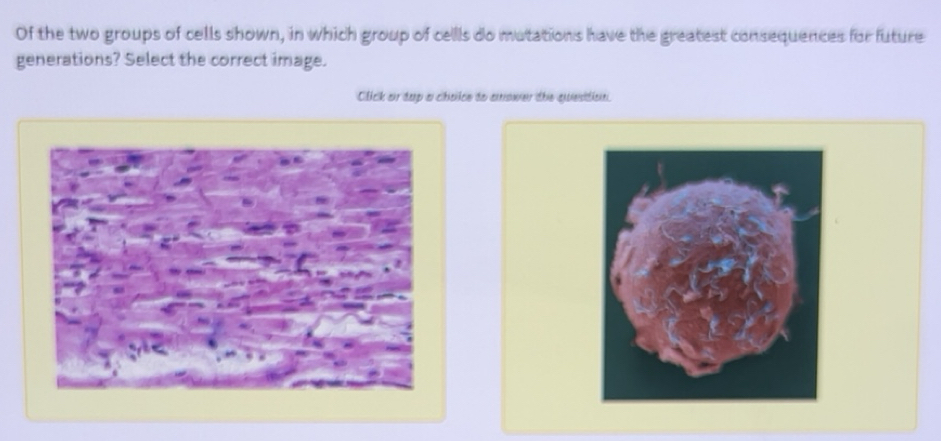 Solved: Of the two groups of cells shown, in which group of cells do ...