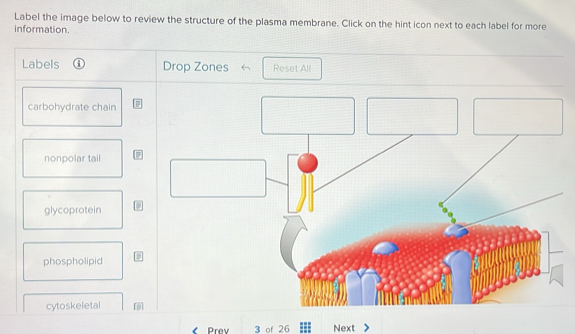 Solved: Label the image below to review the structure of the plasma ...