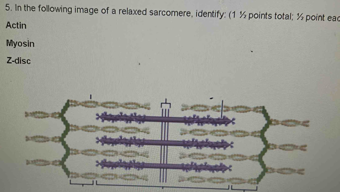 Solved: In the following image of a relaxed sarcomere, identify: (1 ...