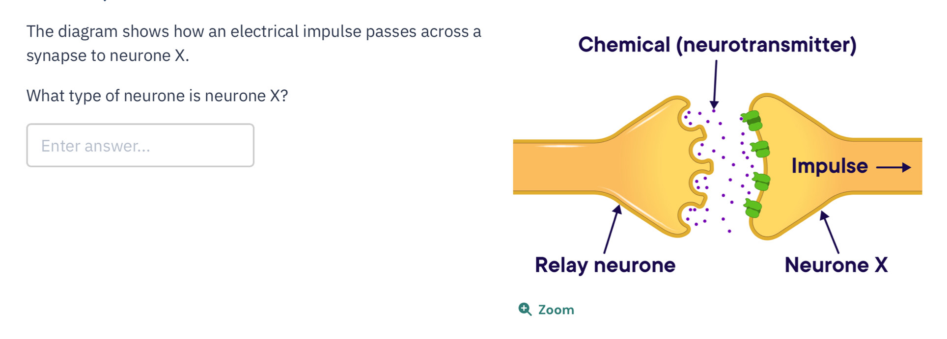 Solved: The diagram shows how an electrical impulse passes across ...