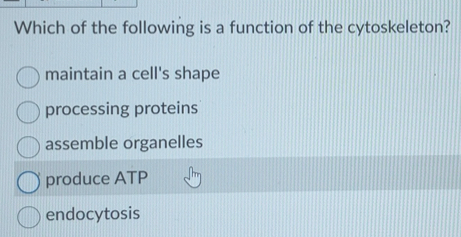 Solved: Which of the following is a function of the cytoskeleton ...