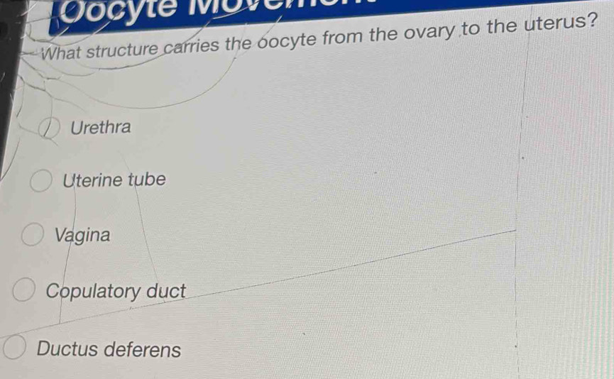 Solved: oave More What structure carries the oocyte from the ovary to ...