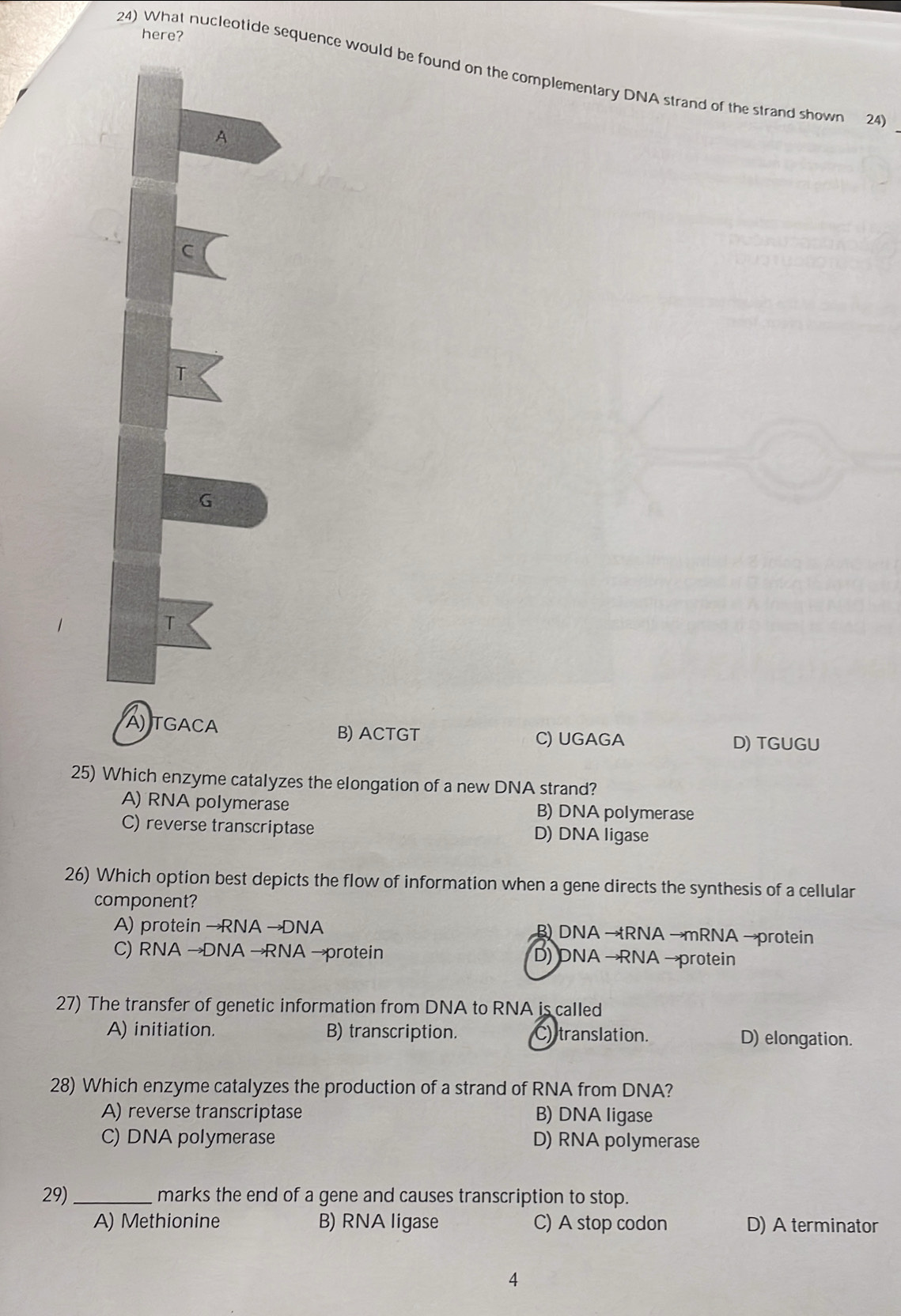 Solved: here? 24) What nucleotide sequence would be found on the ...