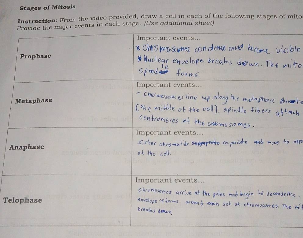Solved: Stages of Mitosis Instruction: From the video provided, draw a cell in each of the ...