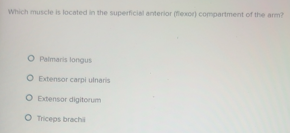 Solved: Which muscle is located in the superficial anterior (flexor ...