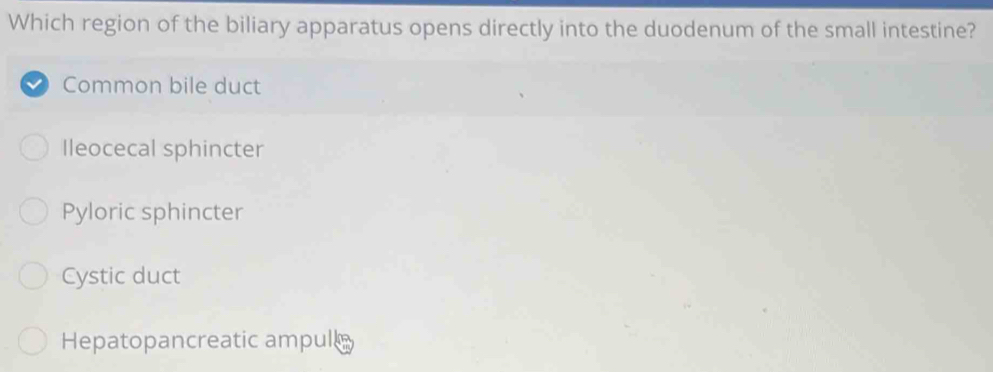 Solved: Which region of the biliary apparatus opens directly into the ...