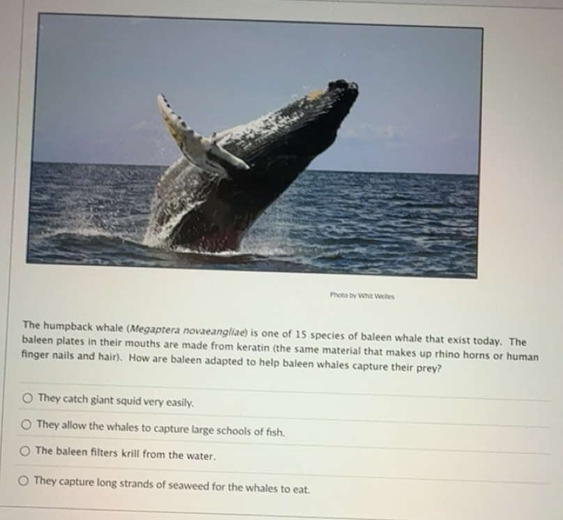 Solved: The humpback whale (Megaptera novaeangliae) is one of 15 ...