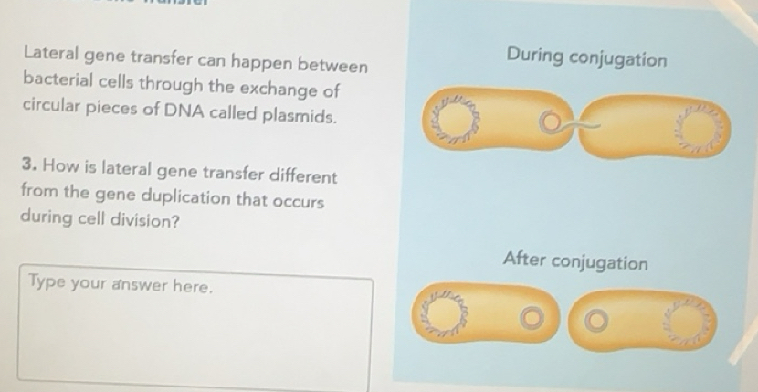Solved: Lateral gene transfer can happen between During conjugation ...