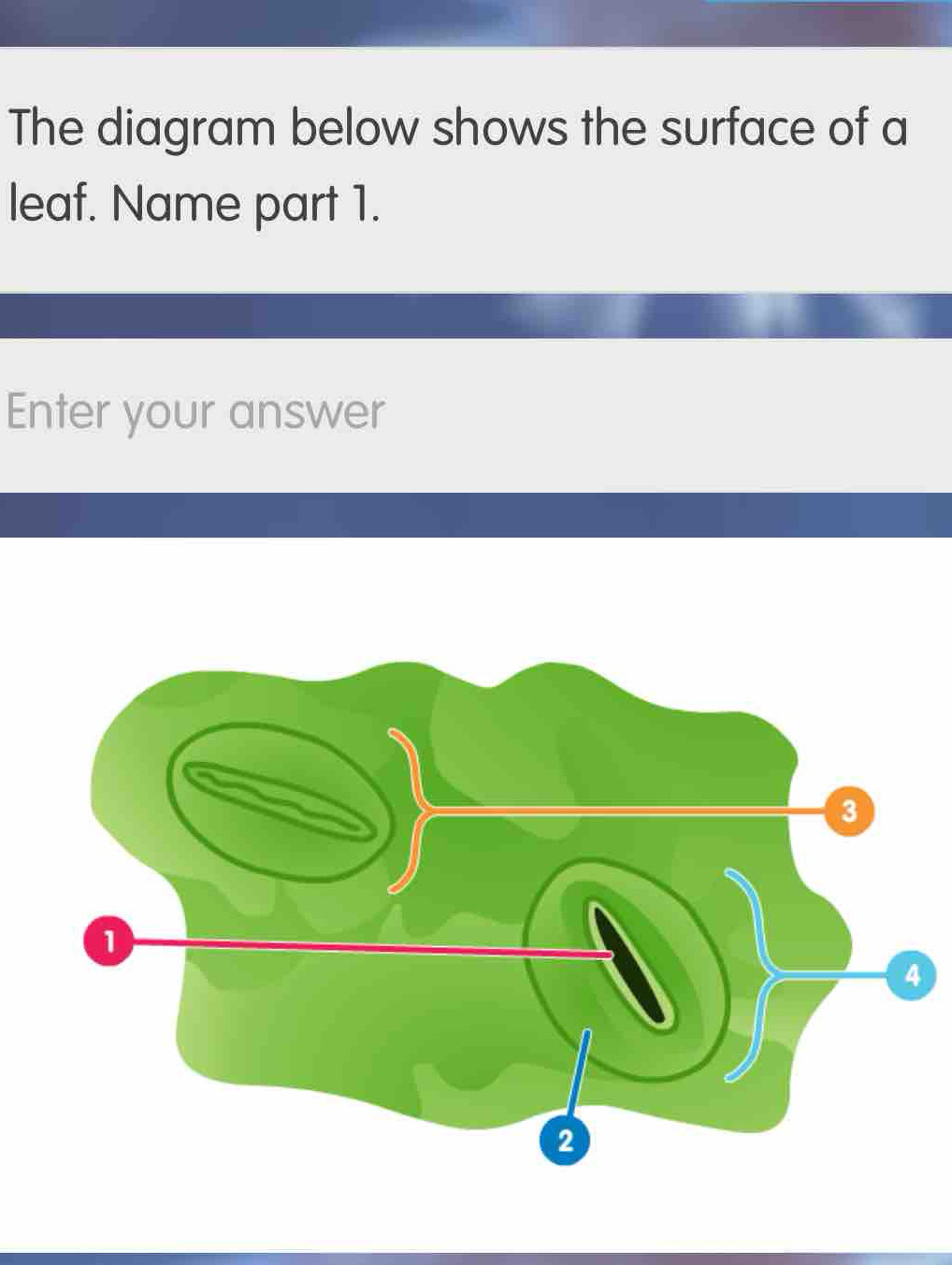 Solved: The diagram below shows the surface of a leaf. Name part 1. Enter your answer [Math]